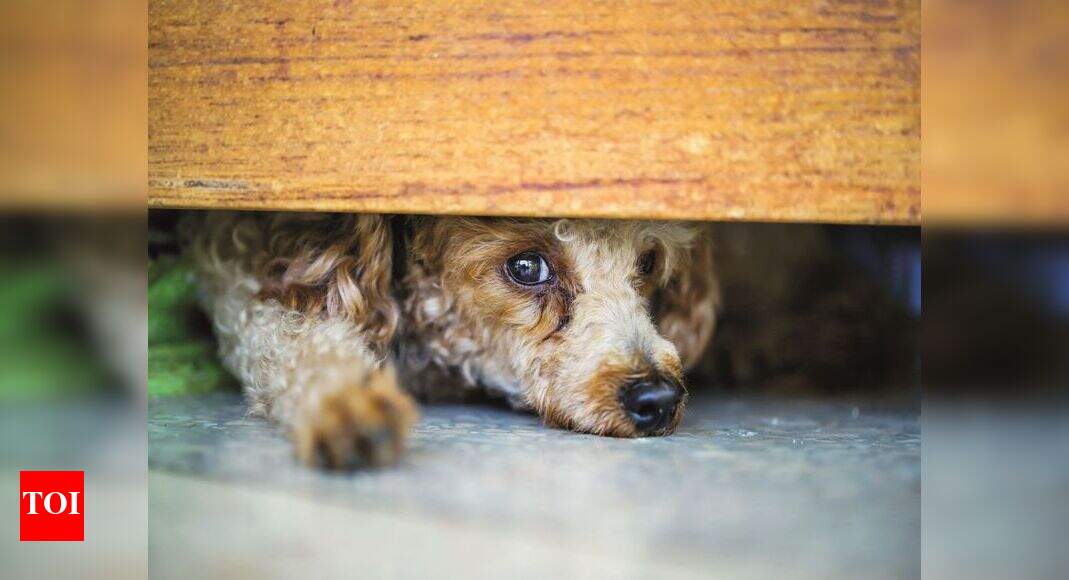 Depression in dogs is more common than you thought - Times of India