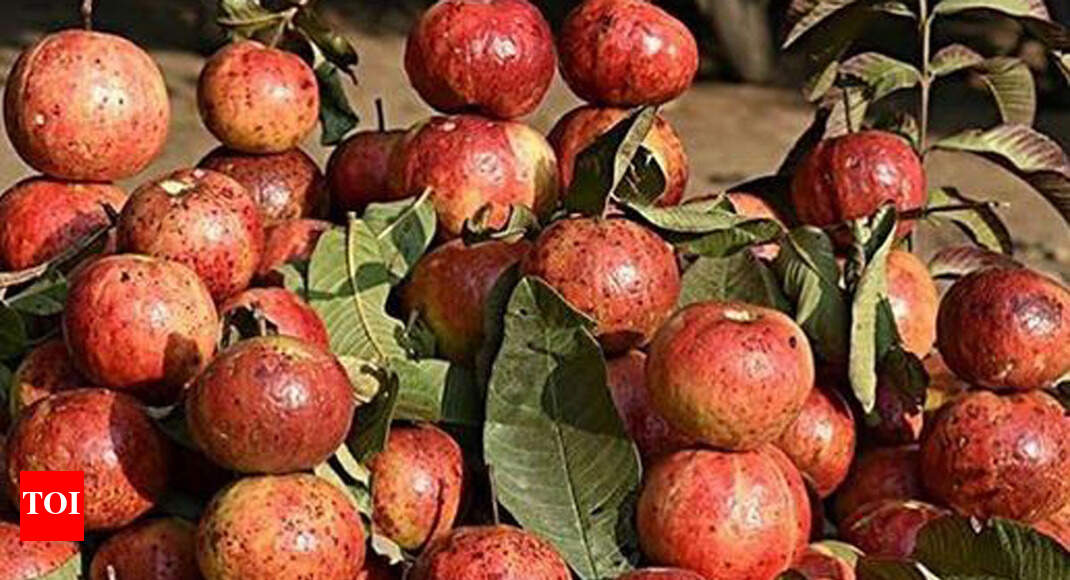 Delayed winter takes a bite off red guava production in Allahabad ...