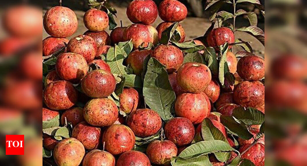 Delayed winter takes a bite off red guava production in Allahabad ...