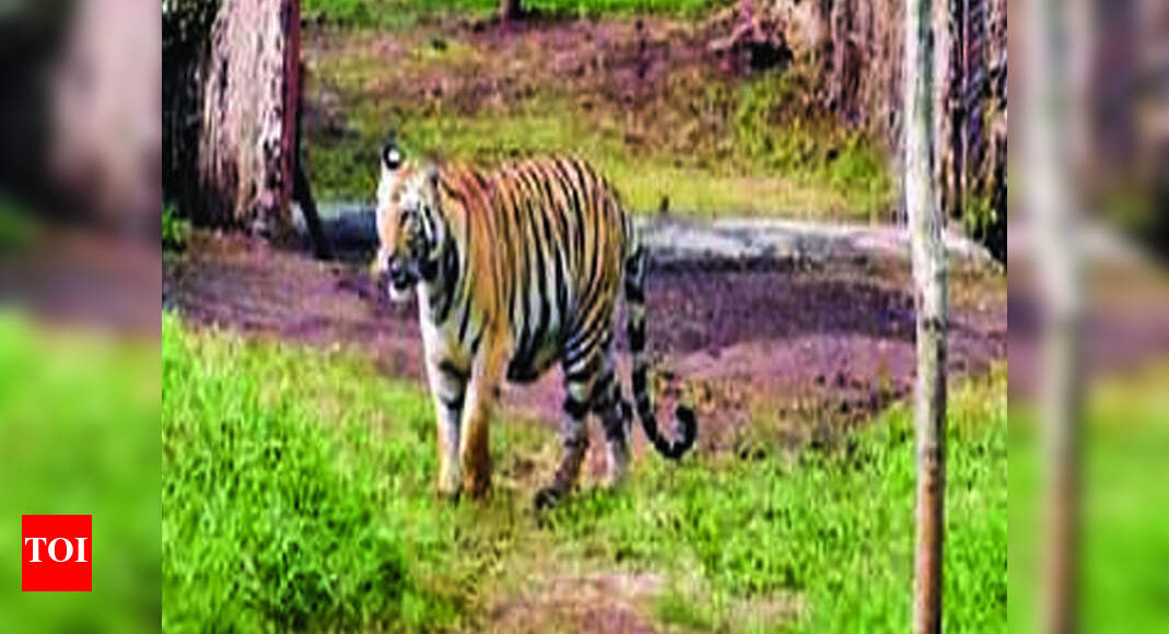 ‘Captivity taking edge off Sundari’s animal instincts’ | Bhubaneswar ...