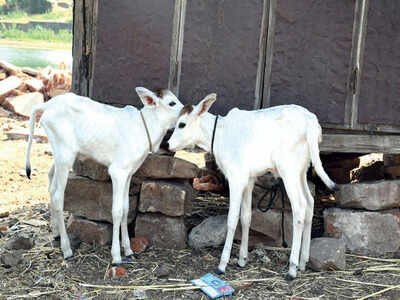Dagri cow becomes fourth breed from Gujarat to get national recognition ...