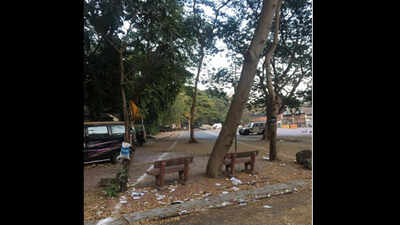 Mumbai: 18 trees may face axe for new test track at Tardeo RTO, greens ...