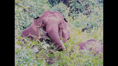 Aralam Farm: Kerala: Efforts on to scare off wild elephants in Aralam ...