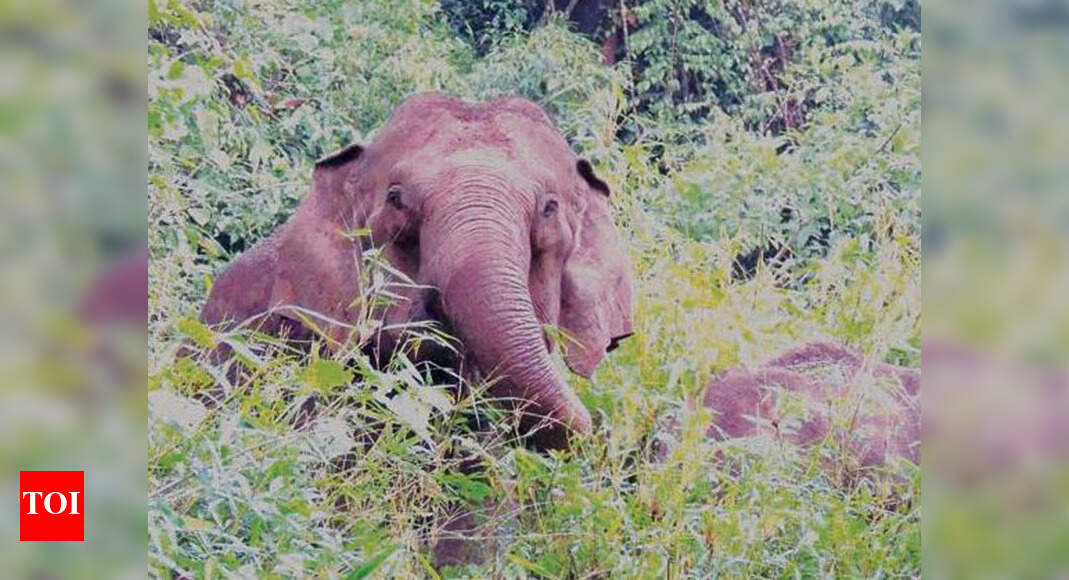 Aralam Farm: Kerala: Efforts on to scare off wild elephants in Aralam ...