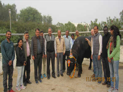 Murrah Buffalo Clone: 1st clone male Murrah buffalo turns 3 | Gurgaon ...