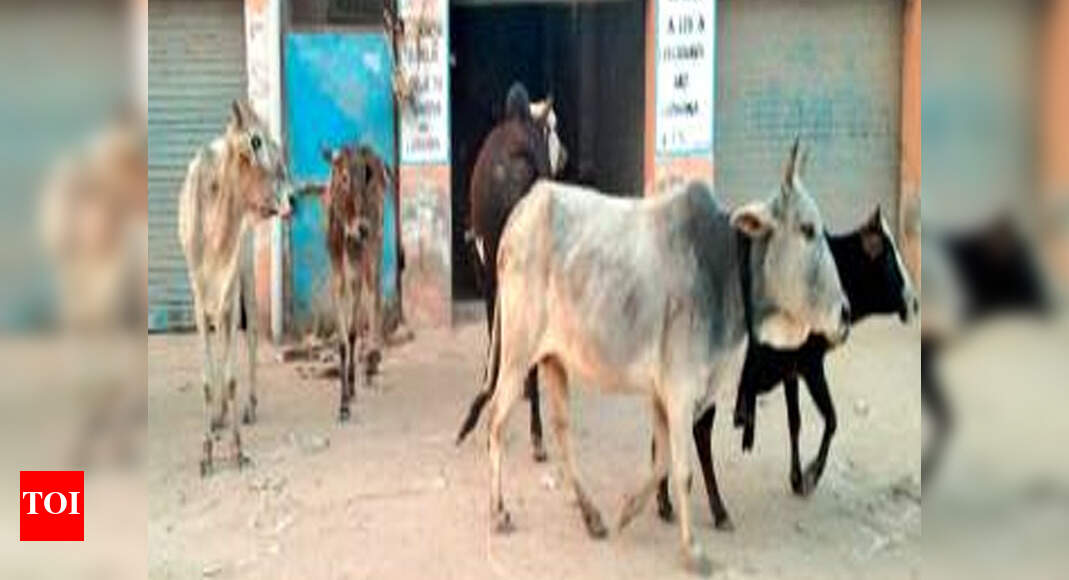 Stray bull injures six near temple | Chandigarh News - Times of India