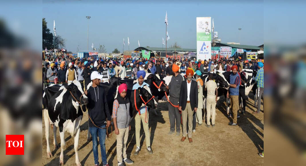 Cows Beauty Contest: Karnal farmer's three cows win beauty contest ...