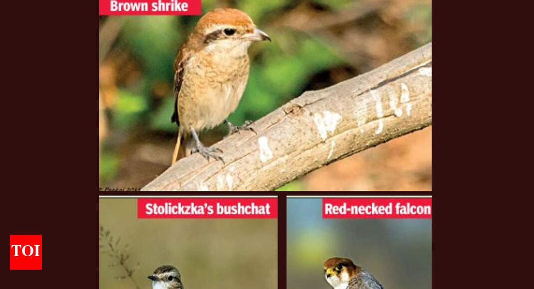 251 bird species spotted in Delhi-NCR this winter | Gurgaon News ...