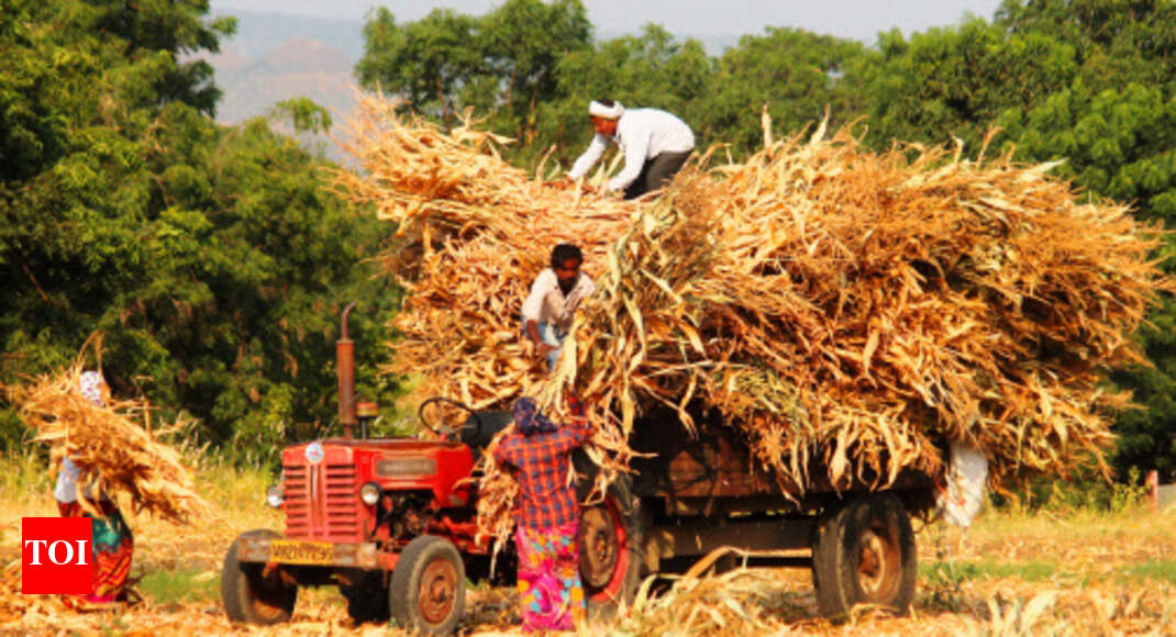 When loan waiver hype meets the farm reality | India News - Times of India
