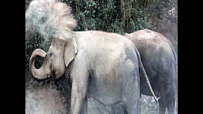 Geographic Information System (GIS): In a first, elephants to be geo ...