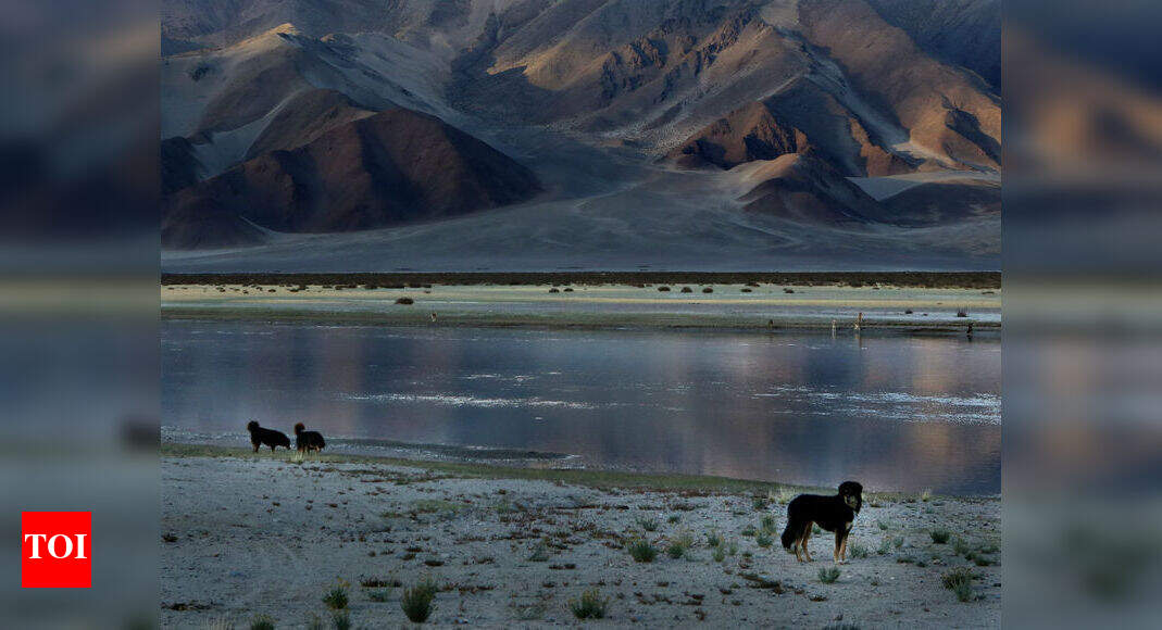 Ladakh wildlife going to the dogs | India News - Times of India