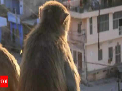 2 monkeys suffer electrical burns in four days, one dies | Thane News ...