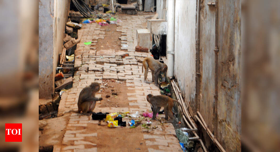 Mathura: Chased by monkeys, woman falls to death | Agra News - Times of ...