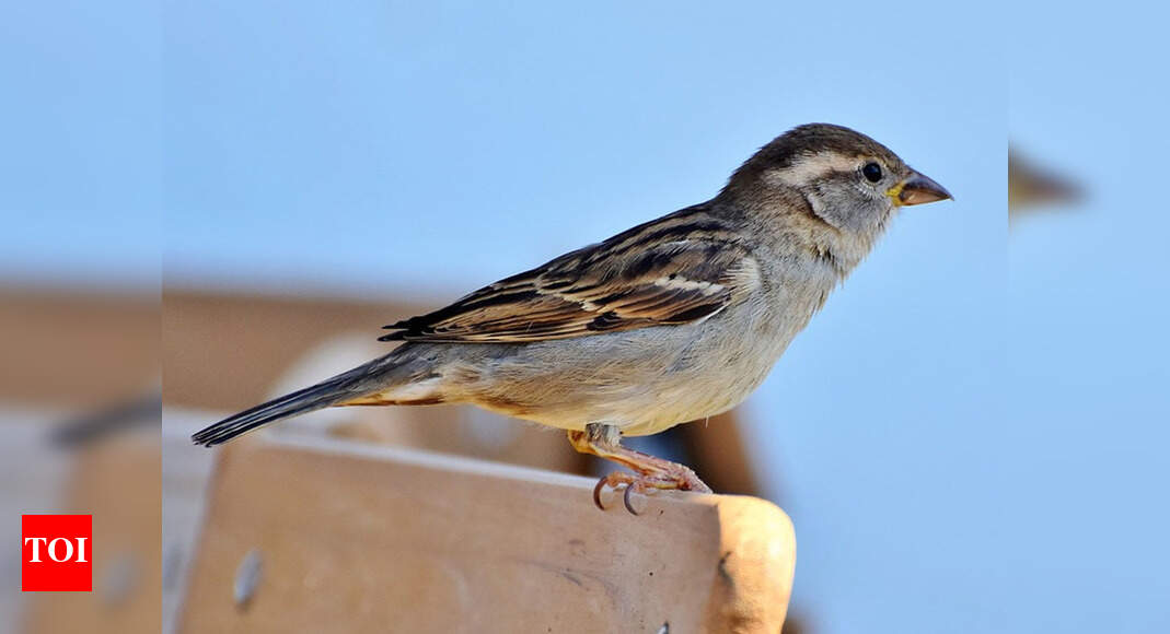 House sparrows move home, but numbers grow | Chennai News - Times of India