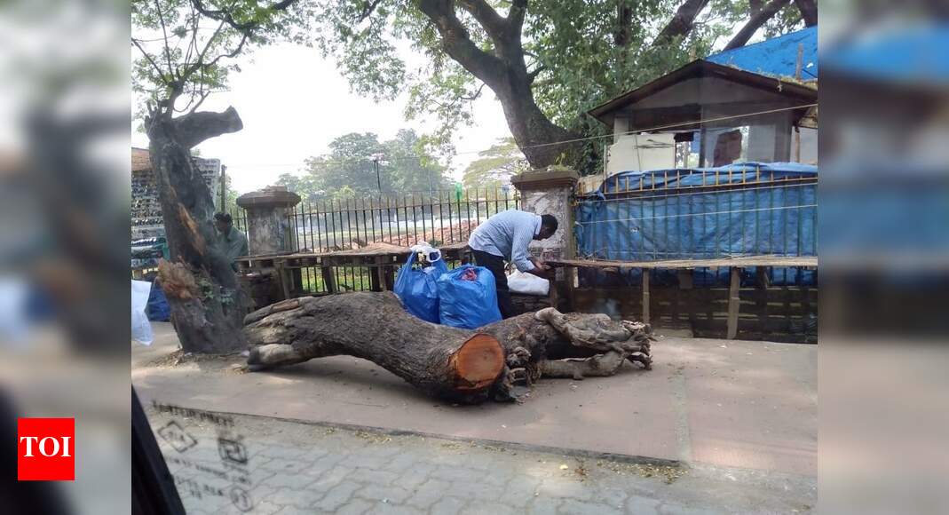 Fallen tree: An obstruction to pedestrians - Times of India