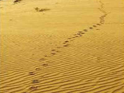 Leopard seen in Jaisalmer five days ago enters Pakistan | Jaipur News ...