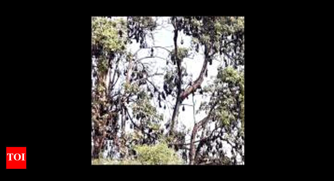 Bats destroy fruit trees in Agonda | Goa News - Times of India