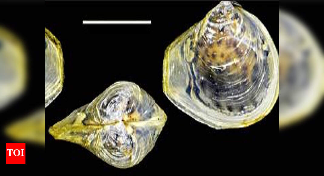 New clam species, genus found in Kochi backwaters | Kochi News - Times ...