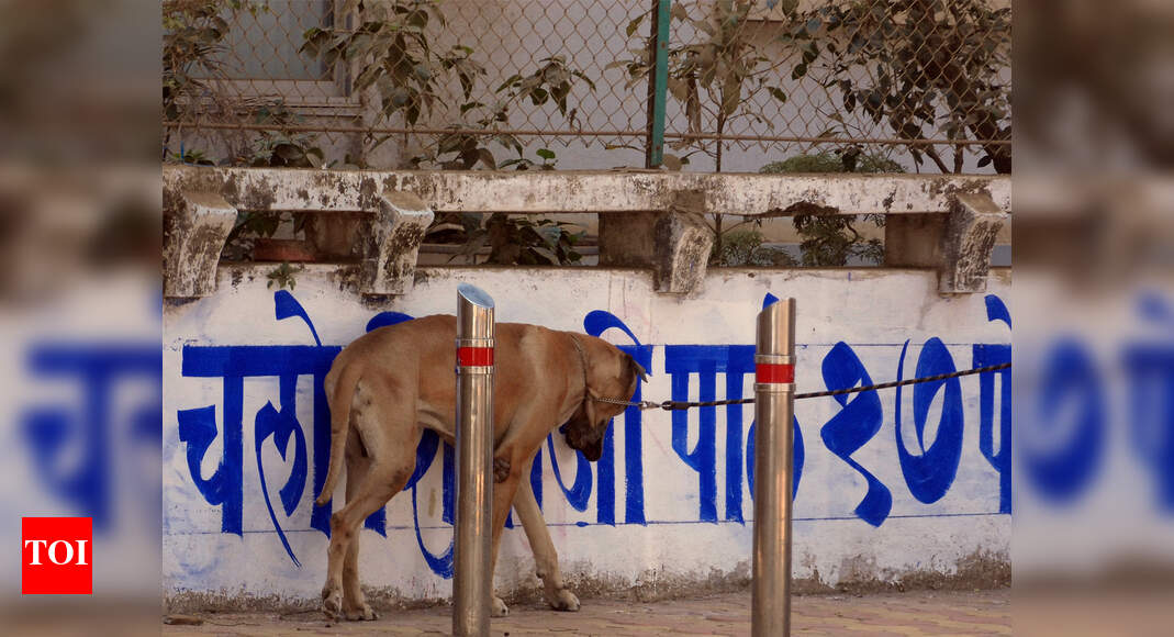 Scoop your pet’s poop or pay Rs 500 fine, PMC tells citizens | Pune ...