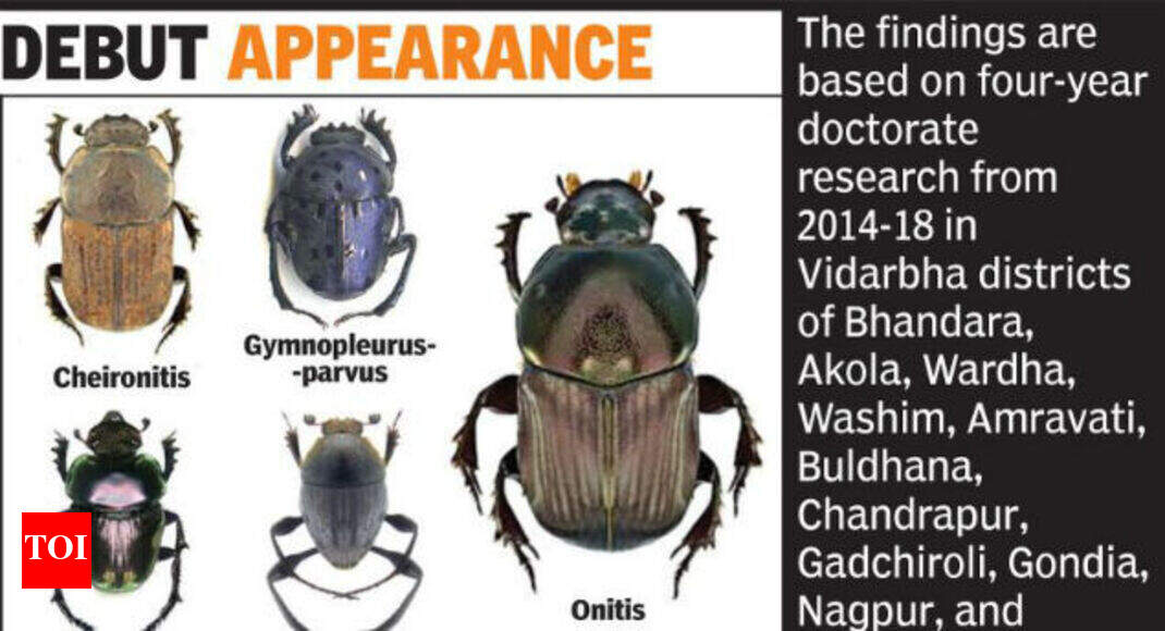 11 dung beetles recorded for the first time in region | Nagpur News ...