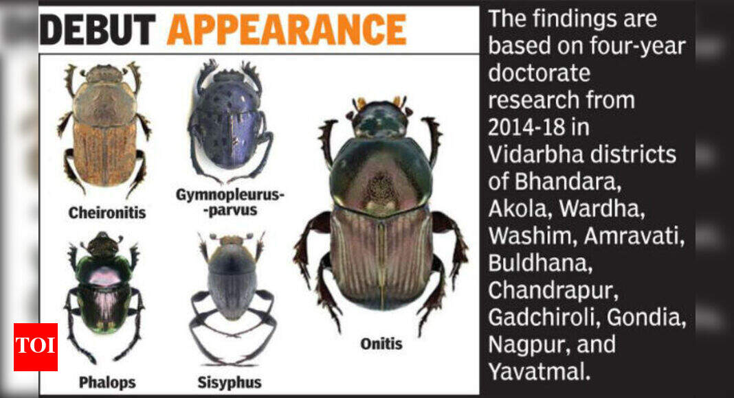 11 dung beetles recorded for the first time in region | Nagpur News ...