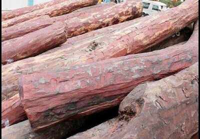 Ahead of polls, minor forest produce gets MSP hike | India News - Times ...