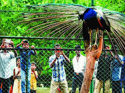 City corporation seeks more time to upgrade zoo at VOC Park ...