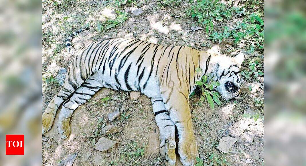 Tiger dies of suspected poisoning; leopard succumbs | Nagpur News ...