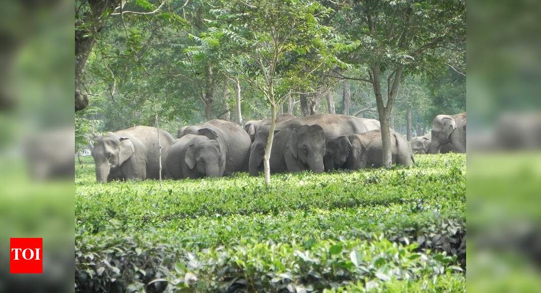 Human-elephant conflict in Assam has taken a 'disaster' proportion ...