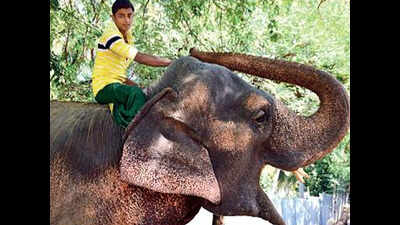 Son sticks to family tradition despite mahout’s death | Coimbatore News ...