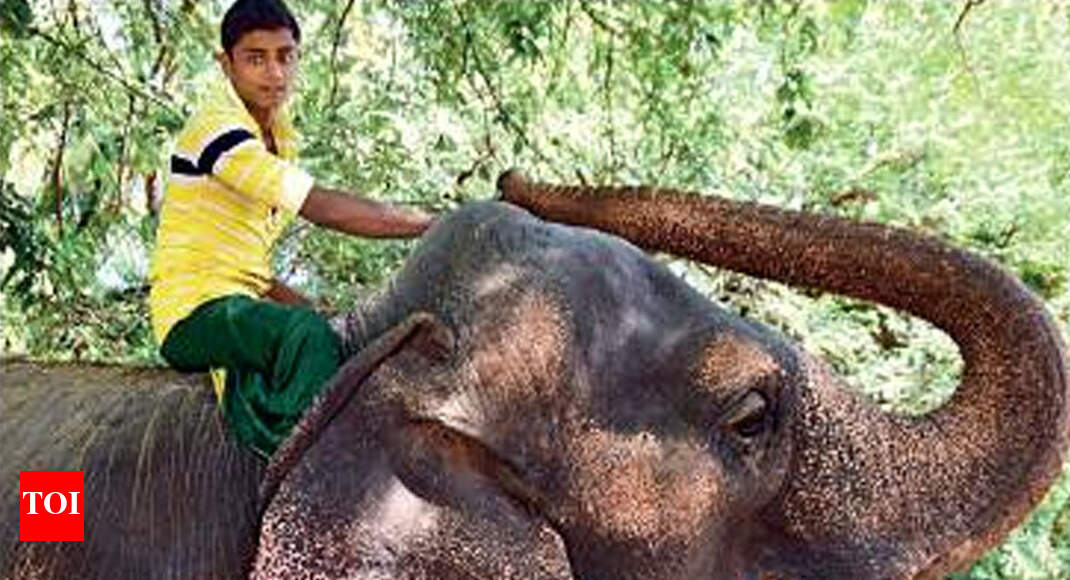 Son sticks to family tradition despite mahout’s death | Coimbatore News ...