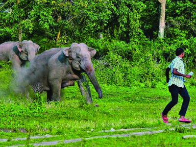 Government urged to treat Assam’s elephant conflict as disaster ...