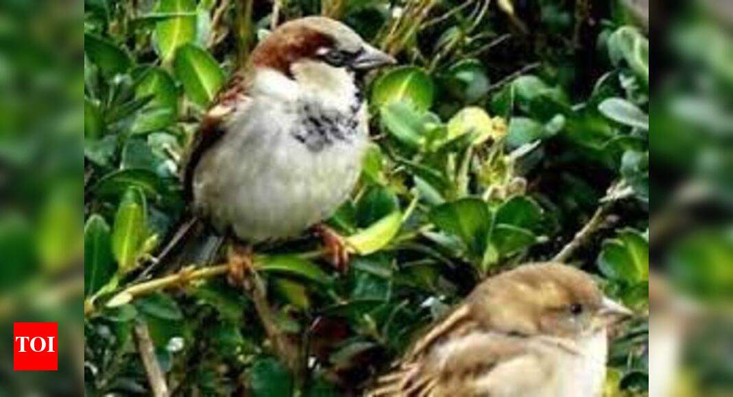 SACON study to clear the air on sparrows | Coimbatore News - Times of India