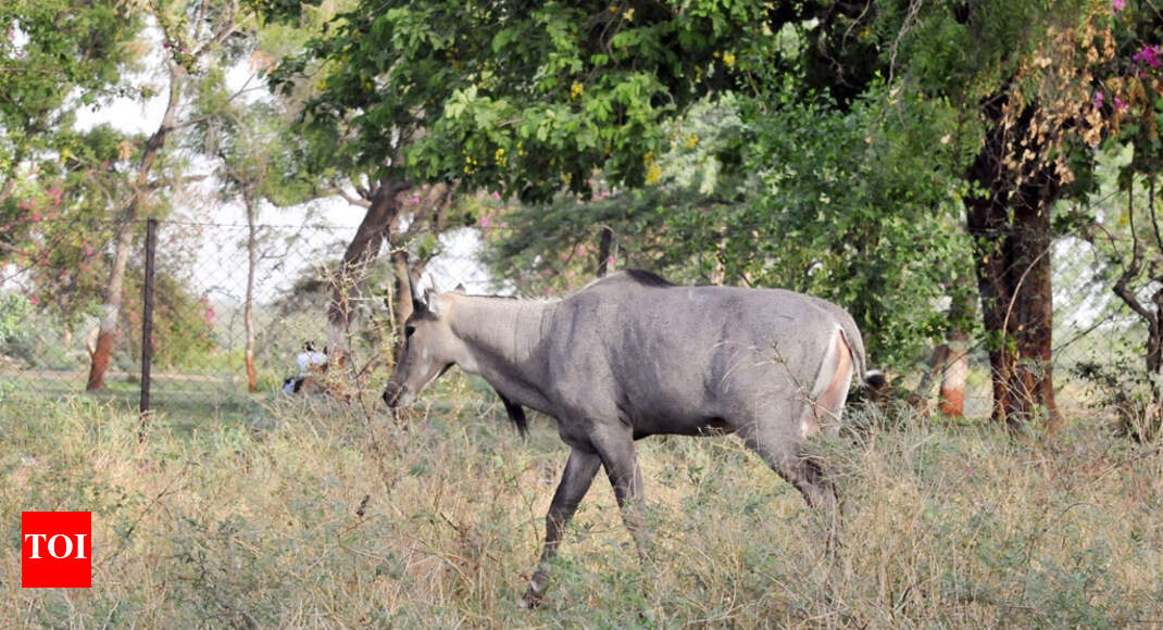 Nilgai injured while straying into village | Thane News - Times of India