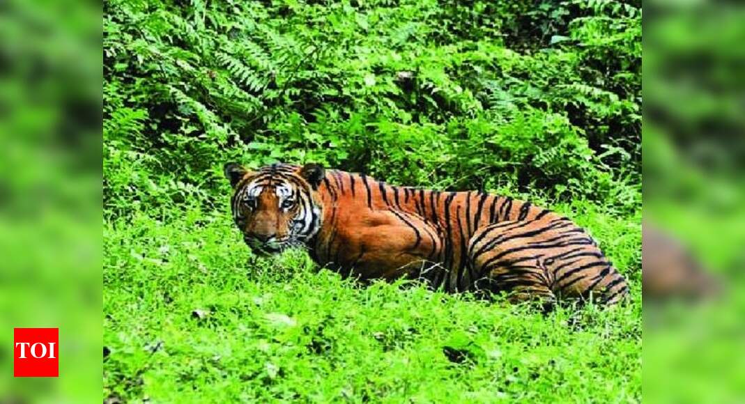 ‘Tiger poaching an invisible crime as no trace left behind’ | Guwahati ...