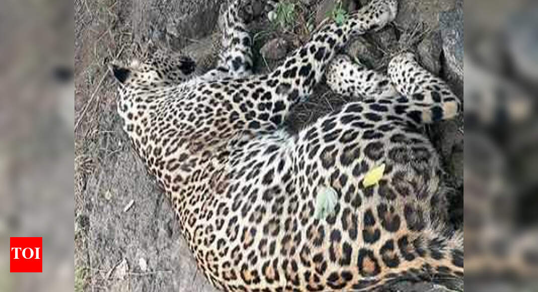 Two leopards die in separate incidents | Rajkot News - Times of India