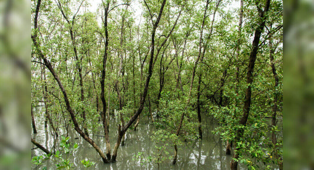 Sundarbans and it many facts | TimesTravel