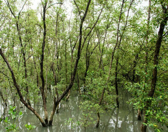 Sundarbans and it many facts | TimesTravel