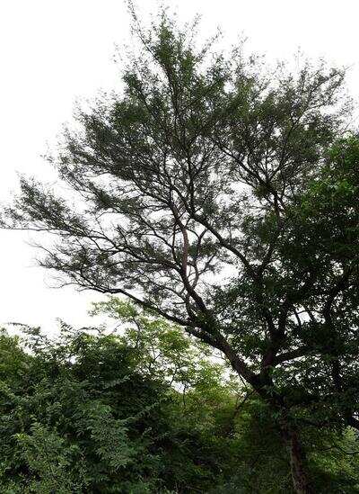 The doughty Dhau, and why it’s important to the Aravali ecosystem ...