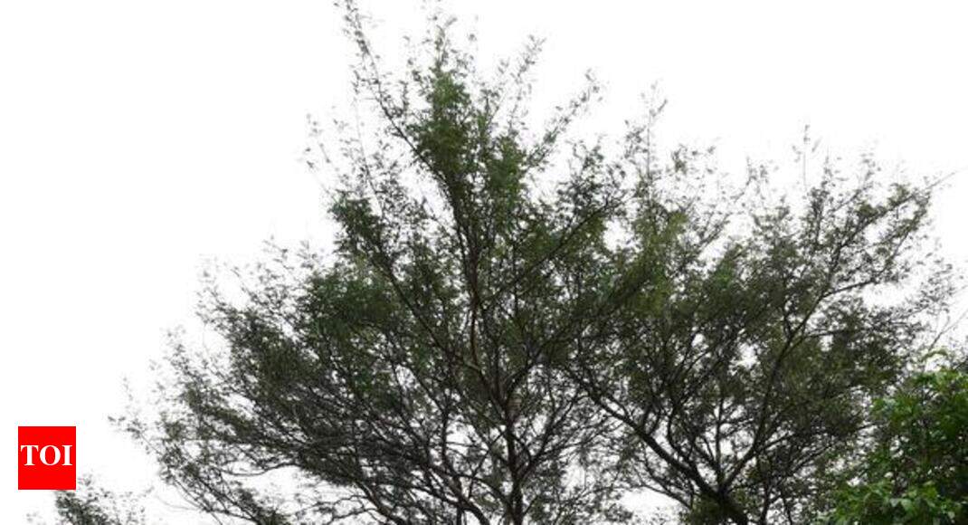 The doughty Dhau, and why it’s important to the Aravali ecosystem ...