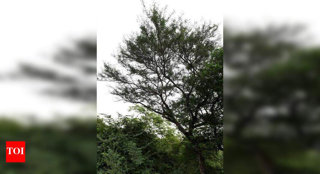 The doughty Dhau, and why it’s important to the Aravali ecosystem ...