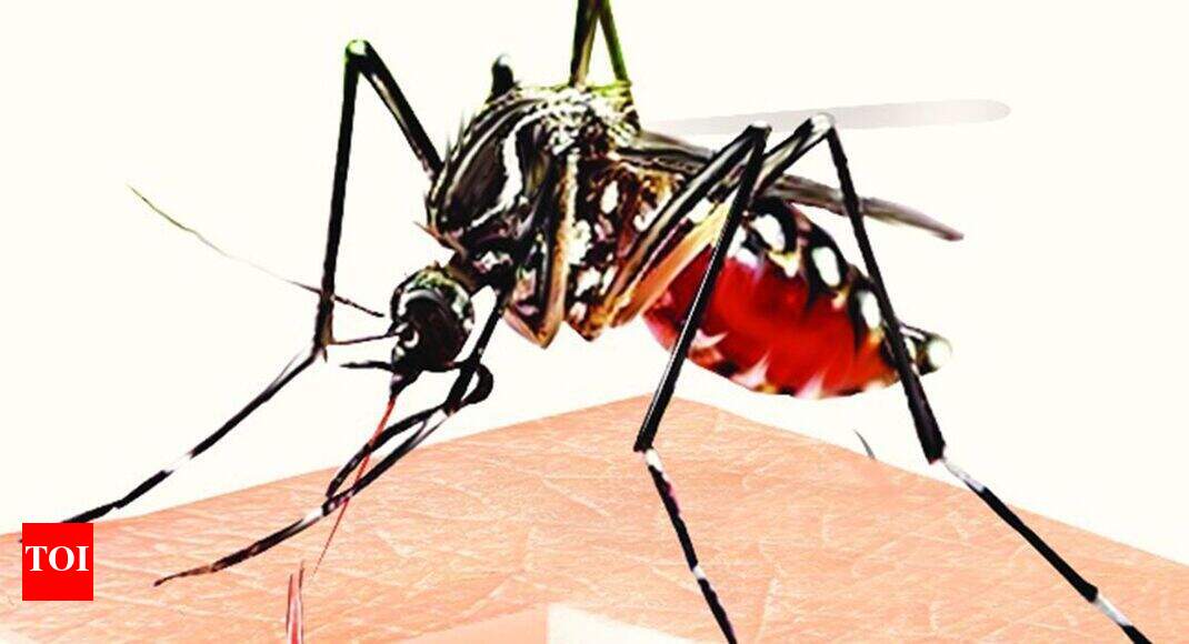 Hyderabad: Dengue mosquitoes don’t lose sting even after dark ...