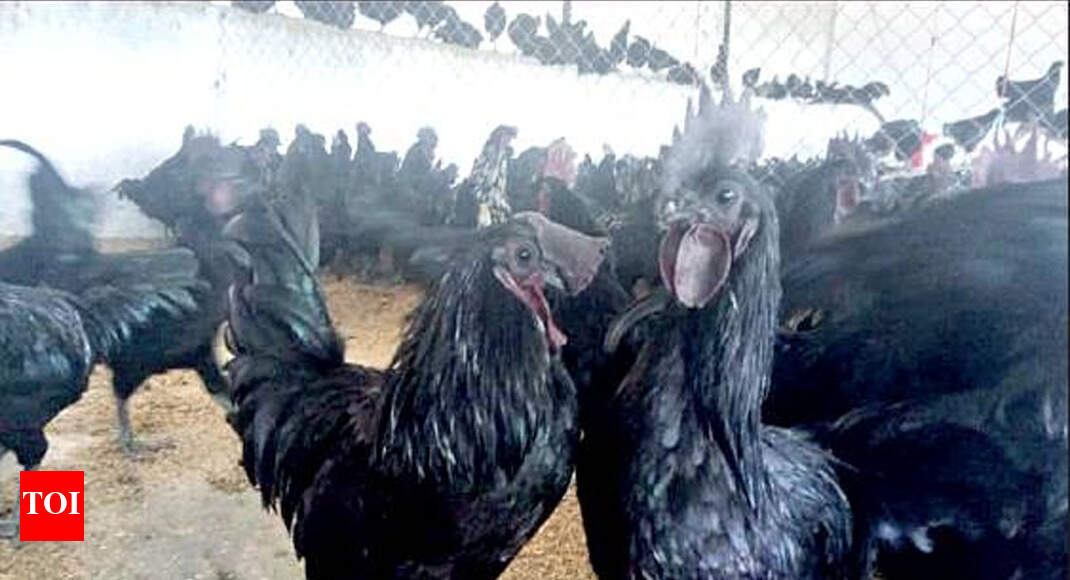 Black chicken, tinged with melanin & nutritional claims | Pune News ...