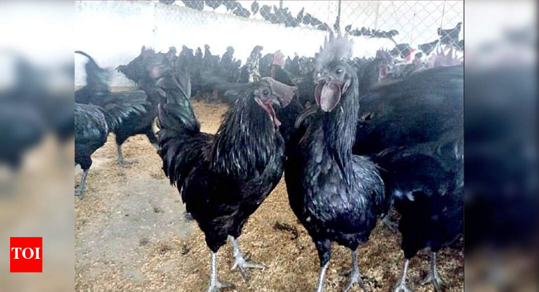 Black chicken, tinged with melanin & nutritional claims | Pune News ...