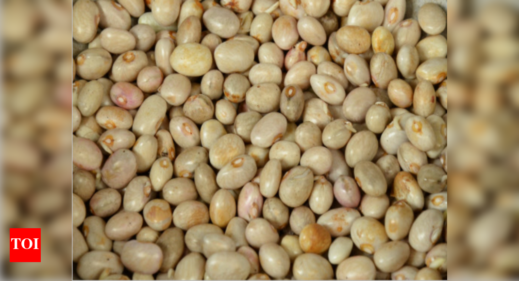 Novel planters for astronauts to grow beans in space - Times of India