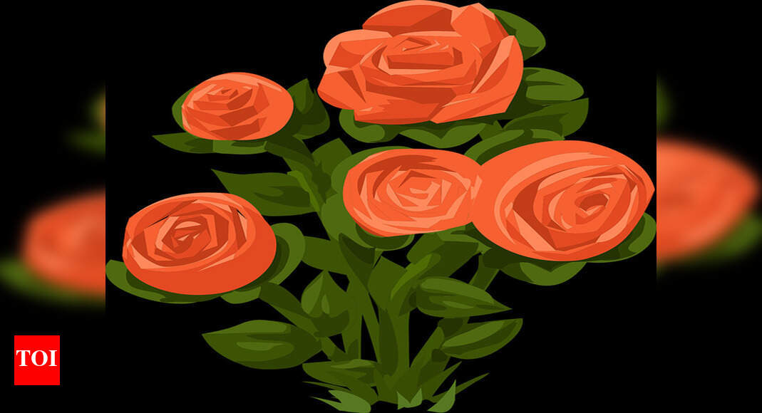 At Haldighati, roses bloom where once death ruled | Udaipur News ...