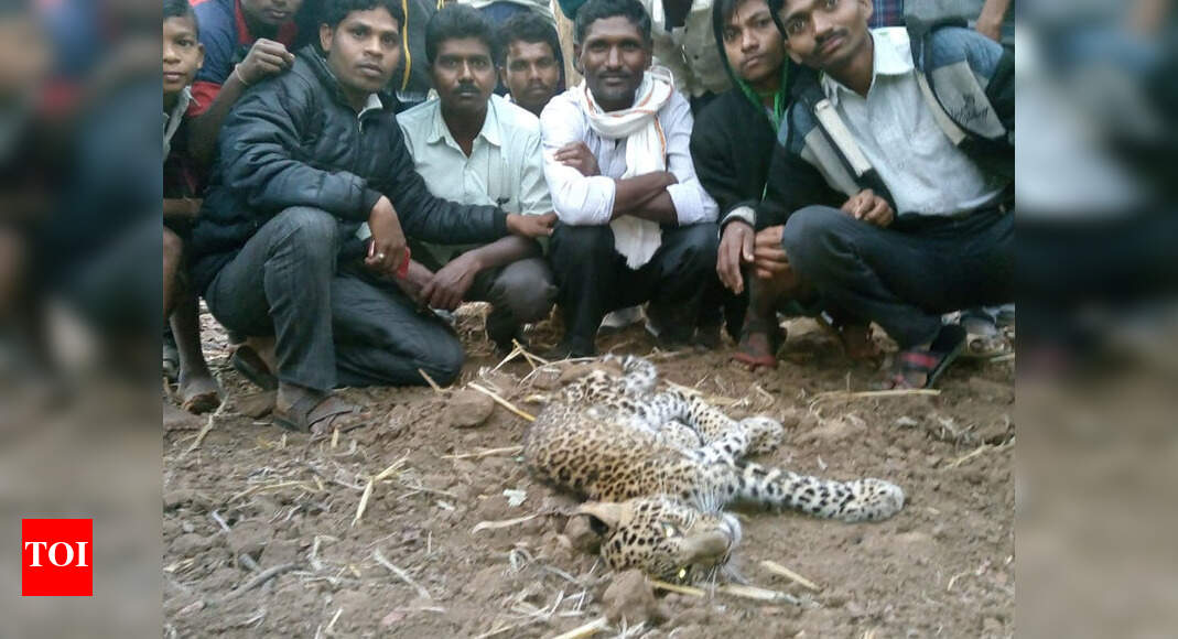 Two leopard cubs harassed by locals in Gondia | Nagpur News - Times of ...