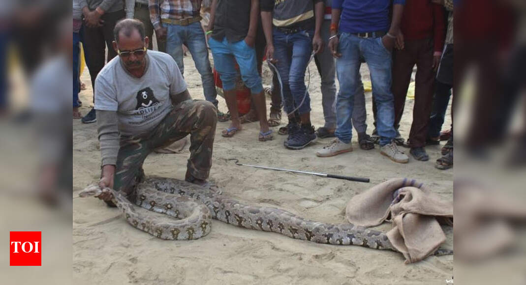 Two giant pythons rescued from temple in Fatehpur Sikri | Agra News ...