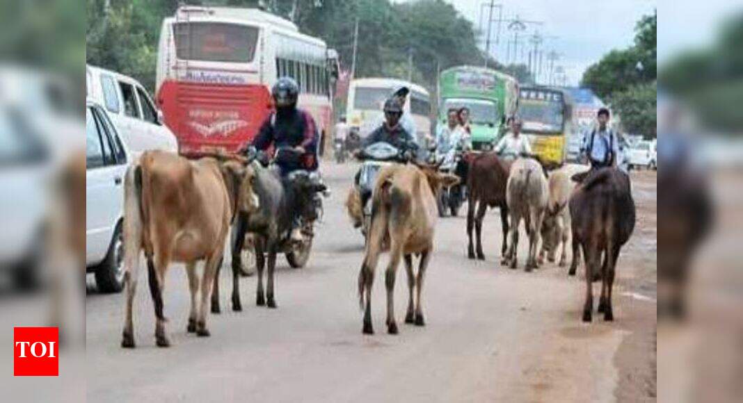 Stray cattle: Deadline to relocate over, crackdown starts | Delhi News ...