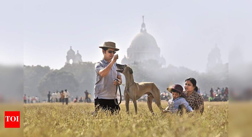 Kolkata dog lovers have a new crush: Indian hounds | Kolkata News ...
